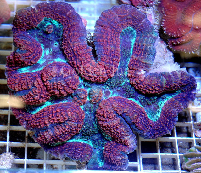 Australian Corals - Golden Ina, Inc.