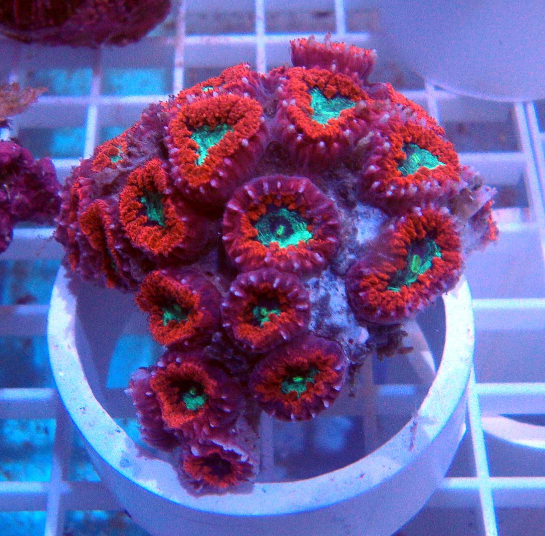 Australian Corals - Golden Ina, Inc.