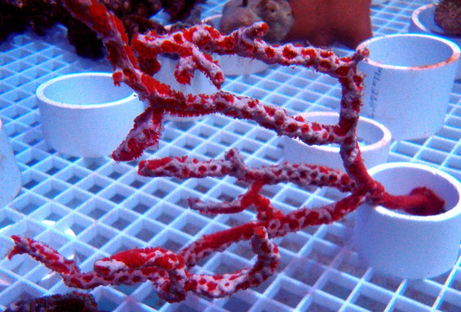 Australian Corals - Golden Ina, Inc.